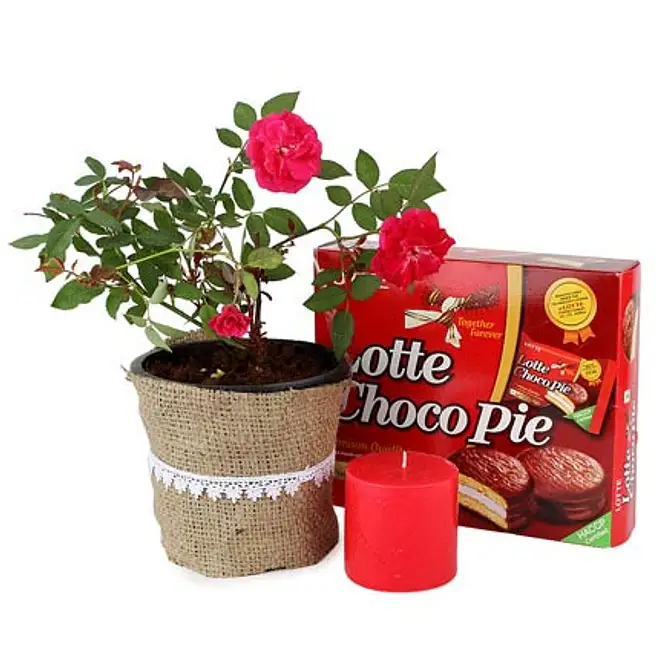 Buy/Send Rose plant and choco pie Online- FNP