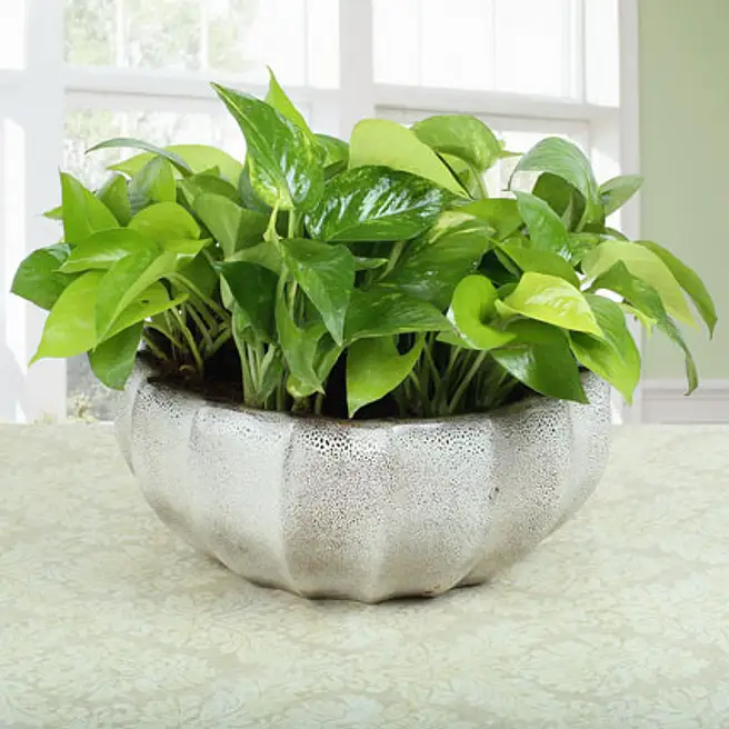 Buy/Send Premium Money Plant Online- FNP