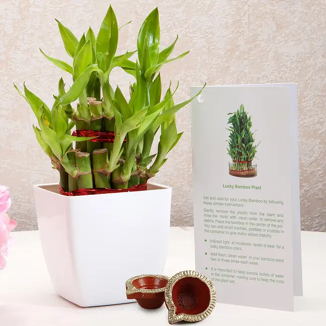 Buy/Send Two layer Bamboo Plant Diwali Special Online- FNP