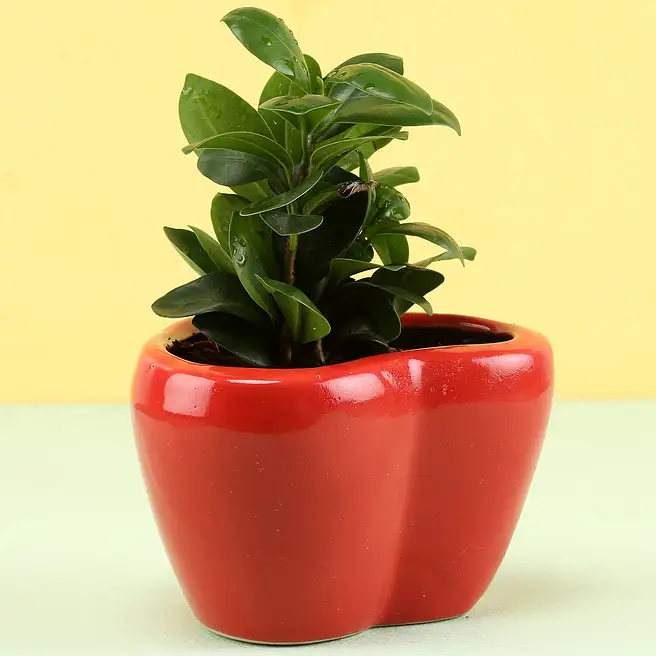 Buy/Send Ficus Compacta In Red Heart Shaped Pot Online- FNP