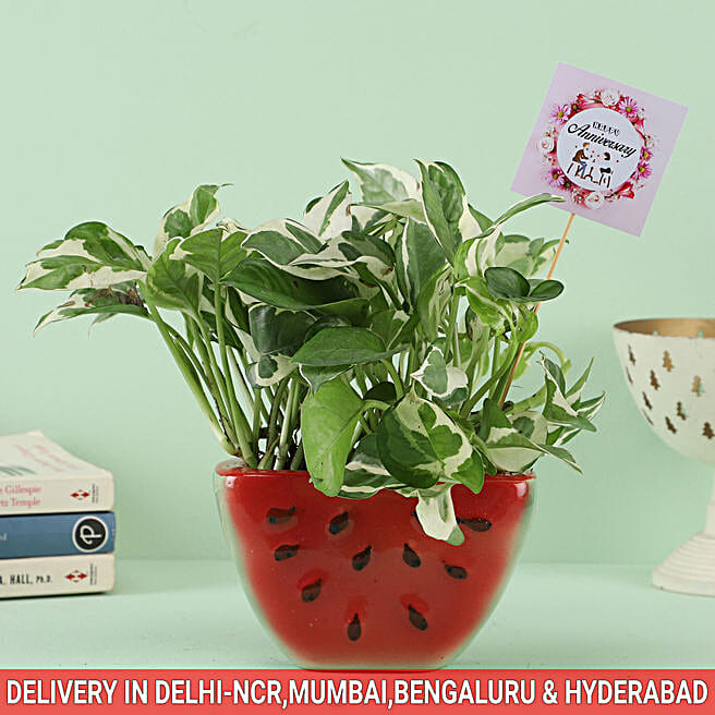 Buy/Send Pothos Njoy Plant in Watermelon Slice Pot For Anniversary ...