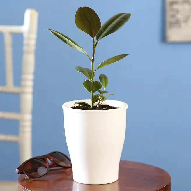 Buy/Send Rubber Plant In White UV Pot Online- FNP