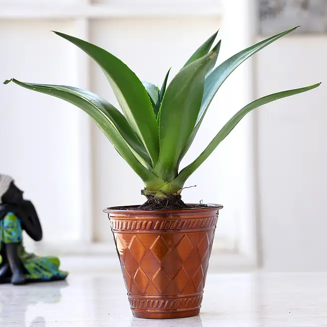 Buy/Send Lotus Cactus Plant In Iron Embossed Pot Online- FNP