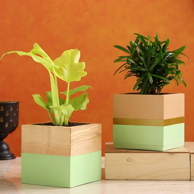 Buy/Send Xanadu & Podocarpus Plant Combo In Mango Wood Planters Online- FNP