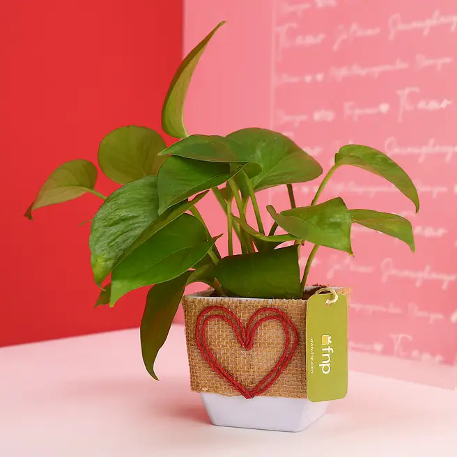 Buy/Send Love Vibes Money Plant Online- FNP