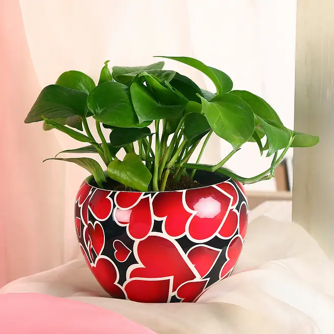 Buy/Send Money Plant in Printed Heart Pot Online- FNP