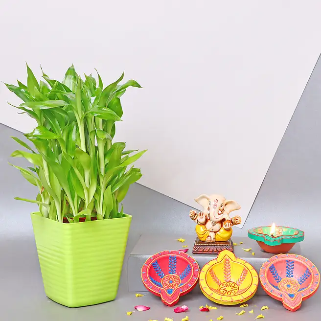 Buy/Send Diwali Bamboo Plant Serenity Online- FNP