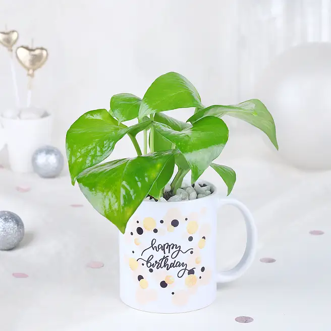 Buy/Send Birthday Money Plant Bliss Online- FNP