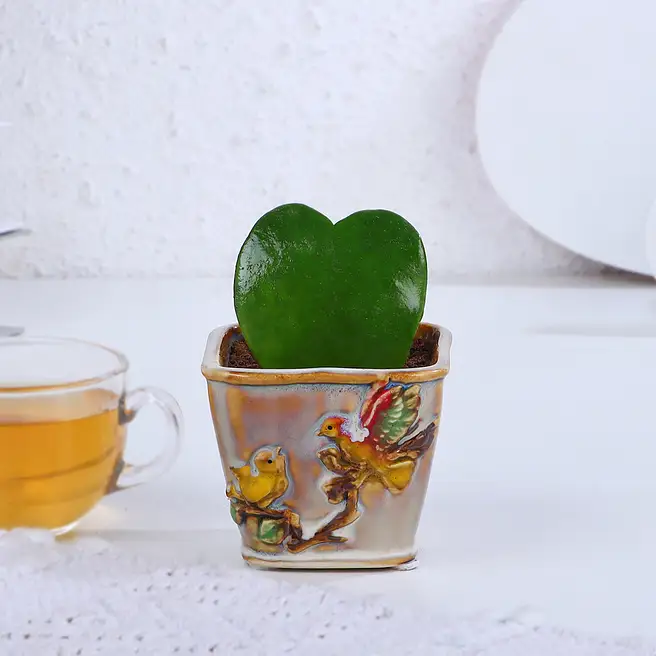 Buy/Send Hoya Plant In Vintage Birds Pot Online- FNP
