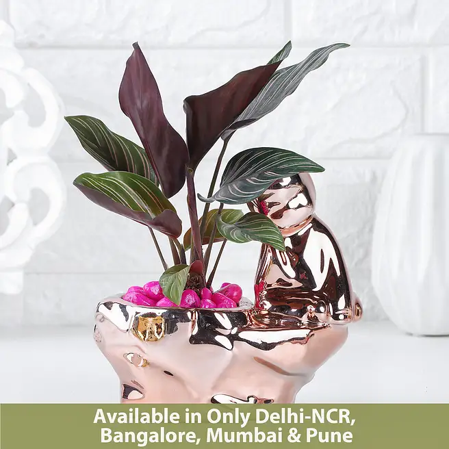 Buy/Send Calathea Delight Pot Online- FNP