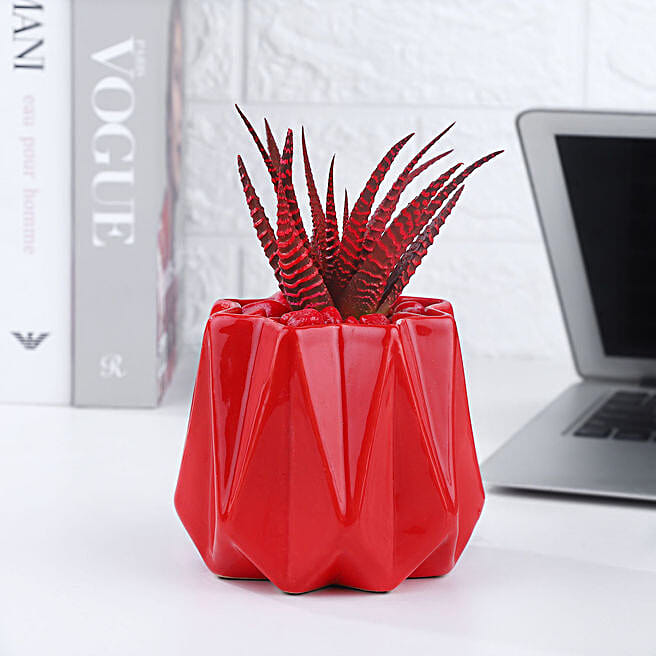 Buy/Send Cherry Blossom Haworthia Online- FNP