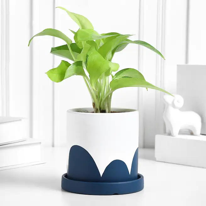 Buy/Send Classic Prosperity Money Plant Online- FNP