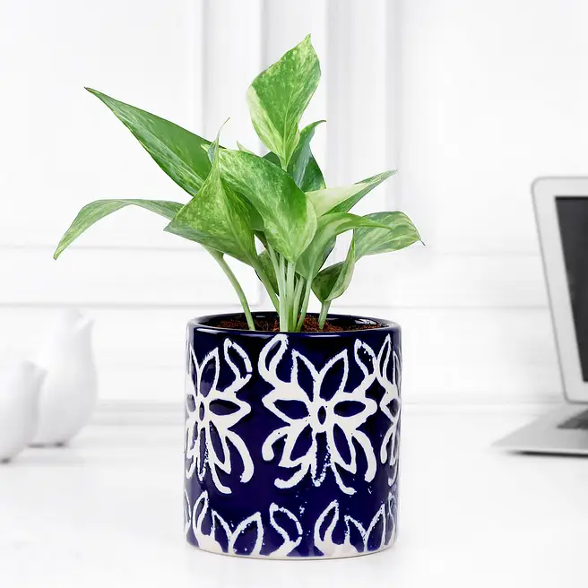 Buy/Send Fortunes Embrace Money Plant Online- FNP