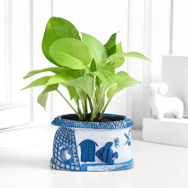 Buy/Send Sea Breeze Money Plant P Online- FNP