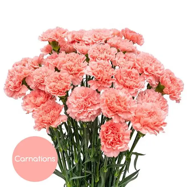 Blush Pink Harmony Carnations nepal | Gift Blush Pink Harmony ...