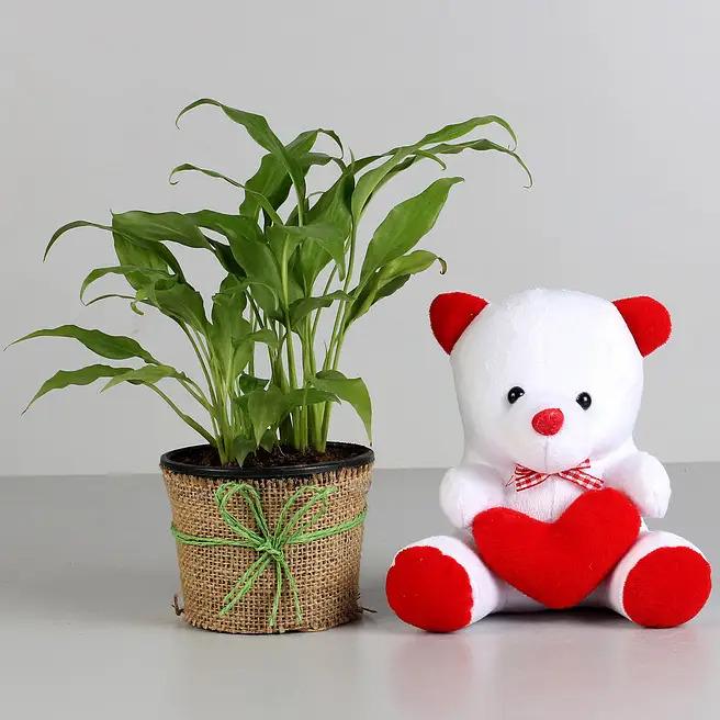 Peace Lily Plant And Hearty Teddy Bear Combo singapore | Gift Peace ...