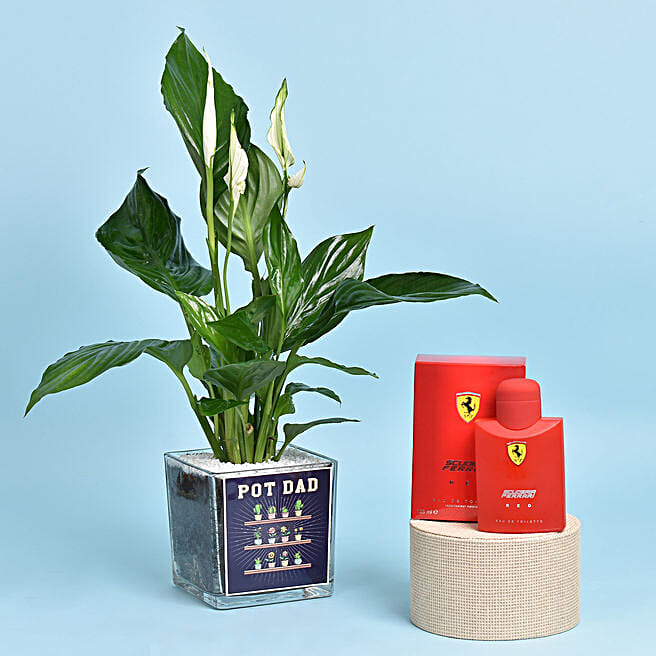 Pot Dad Peace Lilly Plant and Perfume uae | Gift Pot Dad Peace Lilly ...