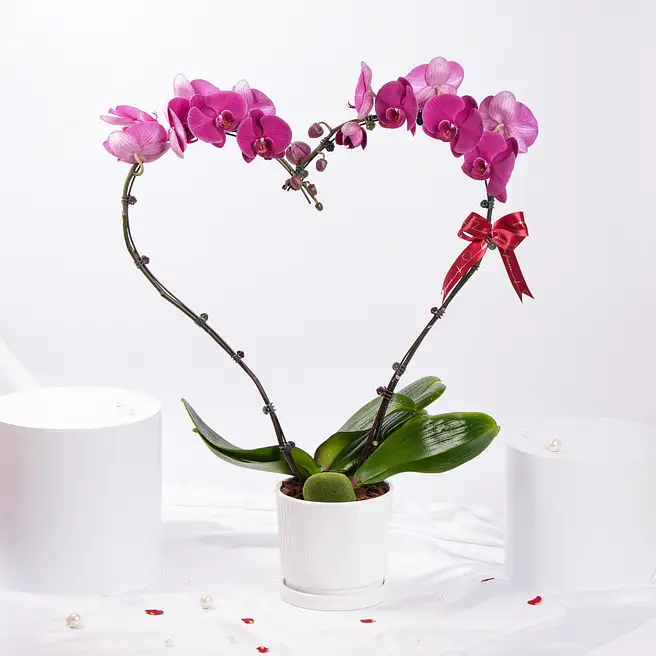 Purple Heart Orchid uae | Gift Purple Heart Orchid- FNP