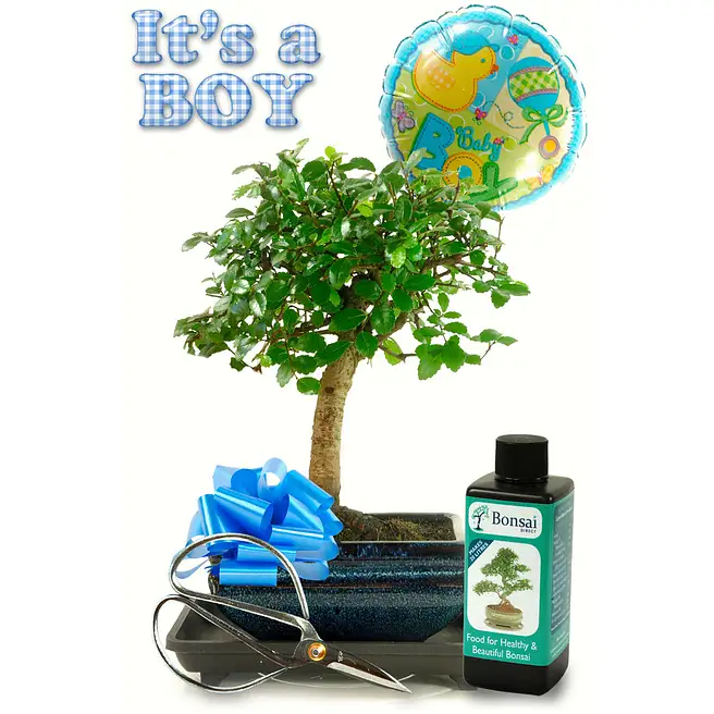 Its A Boy Chinese Elm Bonsai Hamper uk | Gift Its A Boy Chinese Elm ...