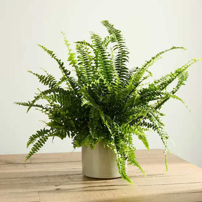 Boston Fern with Pot uk | Gift Boston Fern with Pot- FNP